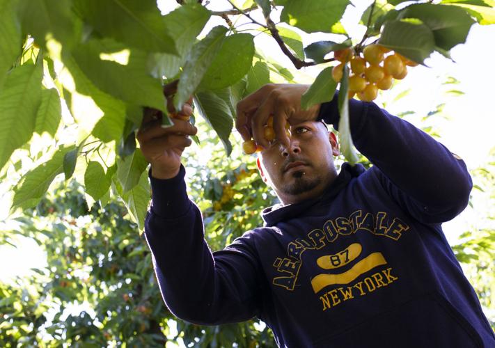 Yakima Valley cherry growers scrambling to cope with unprecedented heat ...