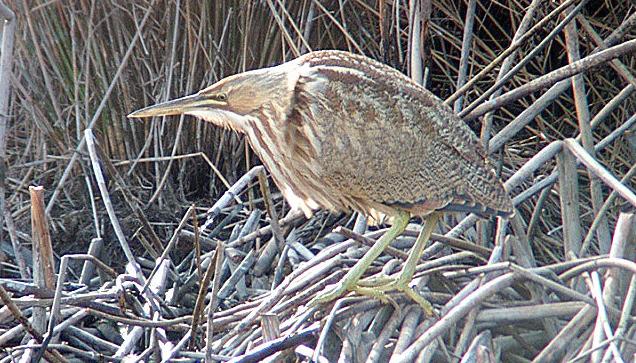 least bittern ebird