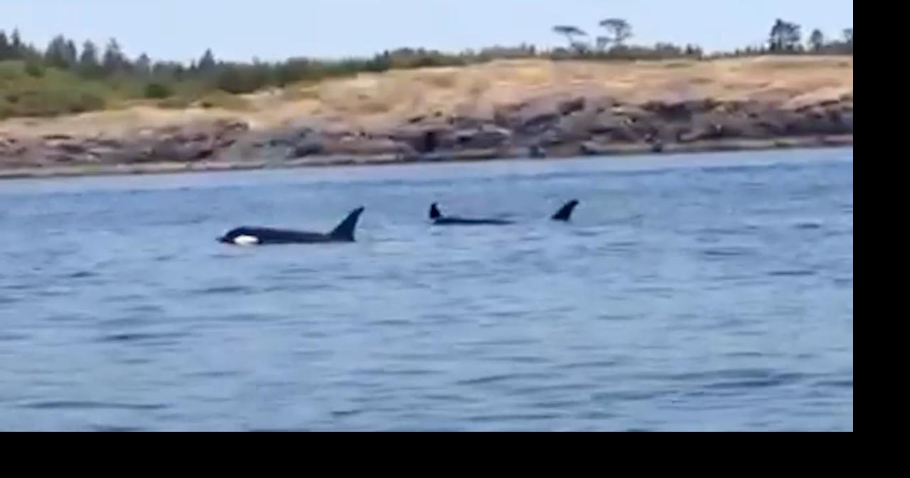 Grieving mother orca falling behind family as she carries dead calf for ...
