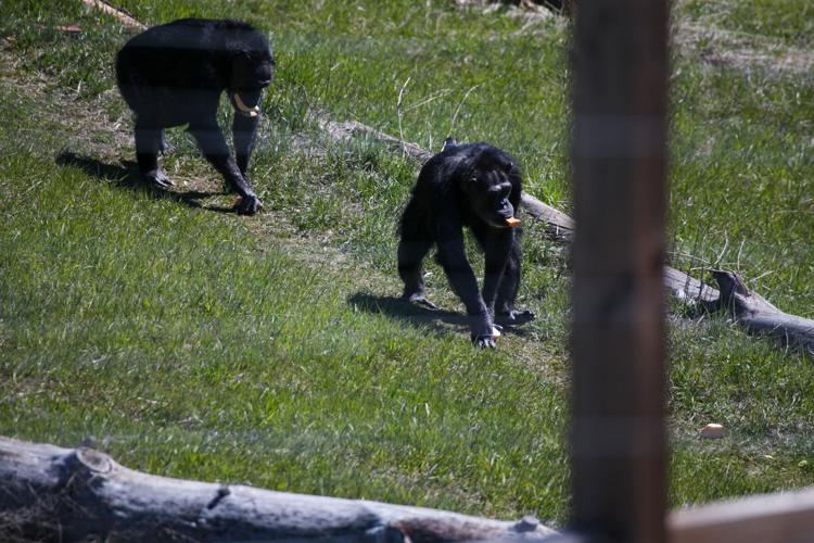 PHOTOS: Chimpanzee Sanctuary Northwest in Cle Elum | News Photos ...