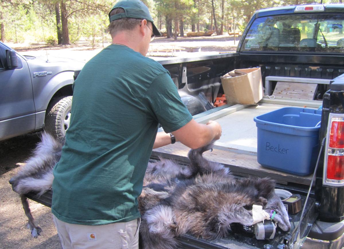 A tenuous balance between Teanaway ranchers and wolves | Outdoors and ...