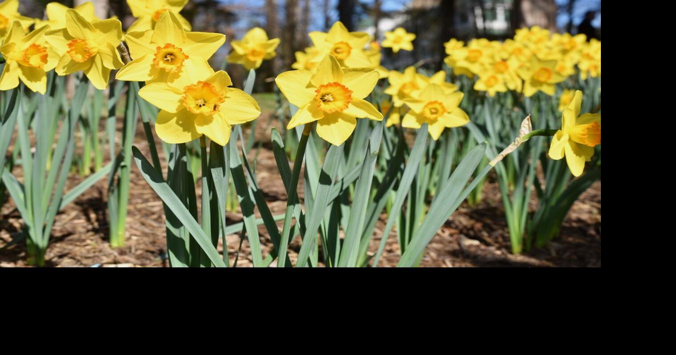 Experience Spring Renewal at Reynolda Gardens | Kids Family | yesweekly.com