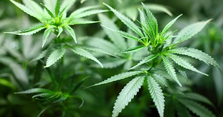 Arizona: Prop. 207 Legalization Measure Officially Takes Effect ...