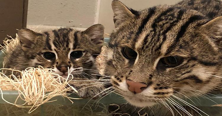 Baby Fishing Cat’s Big Debut at the Greensboro Science Center | News ...