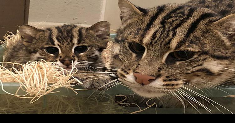 Baby Fishing Cat’s Big Debut at the Greensboro Science Center | News ...