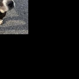 Destiny visits Town Council meeting | Jamestown News | yesweekly.com