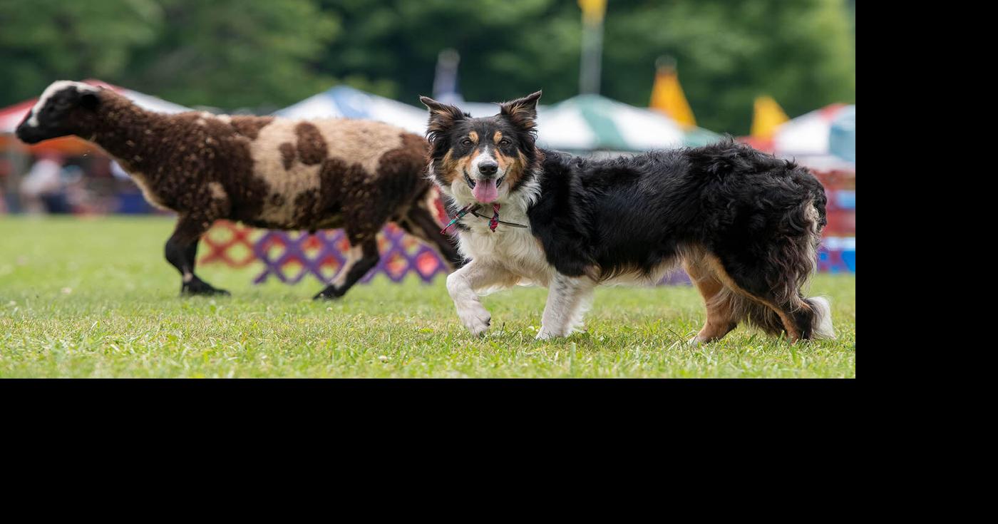 Legendary Highland Games return to Grandfather Mountain’s MacRae ...