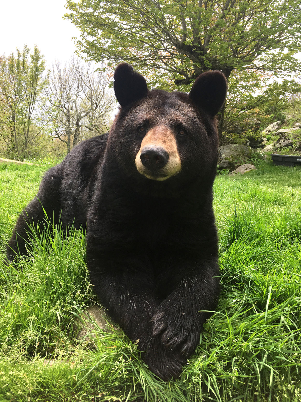 Grandfather Mountain mourns the loss of Gerry the black bear | Kids ...
