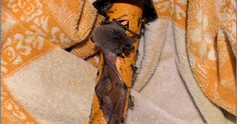 Bat rescued from sticky wasp glue trap in Crescent Bar | Columbia Basin ...