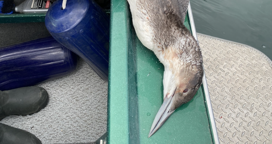 21 Protected Birds Shot in Grant County | Columbia Basin ...