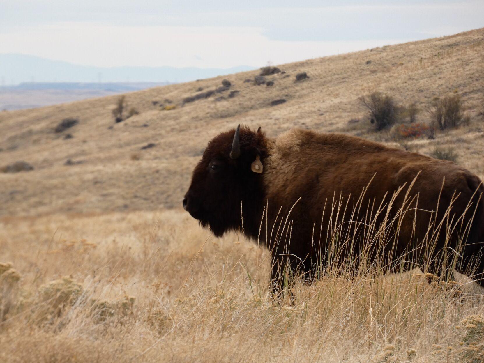 Colville Tribes clarifies concerns over newly released bison | Columbia ...