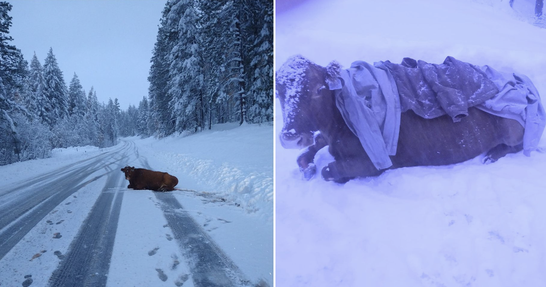 Stranded cow that was too cold and weak to walk 'rolled' to safety near ...