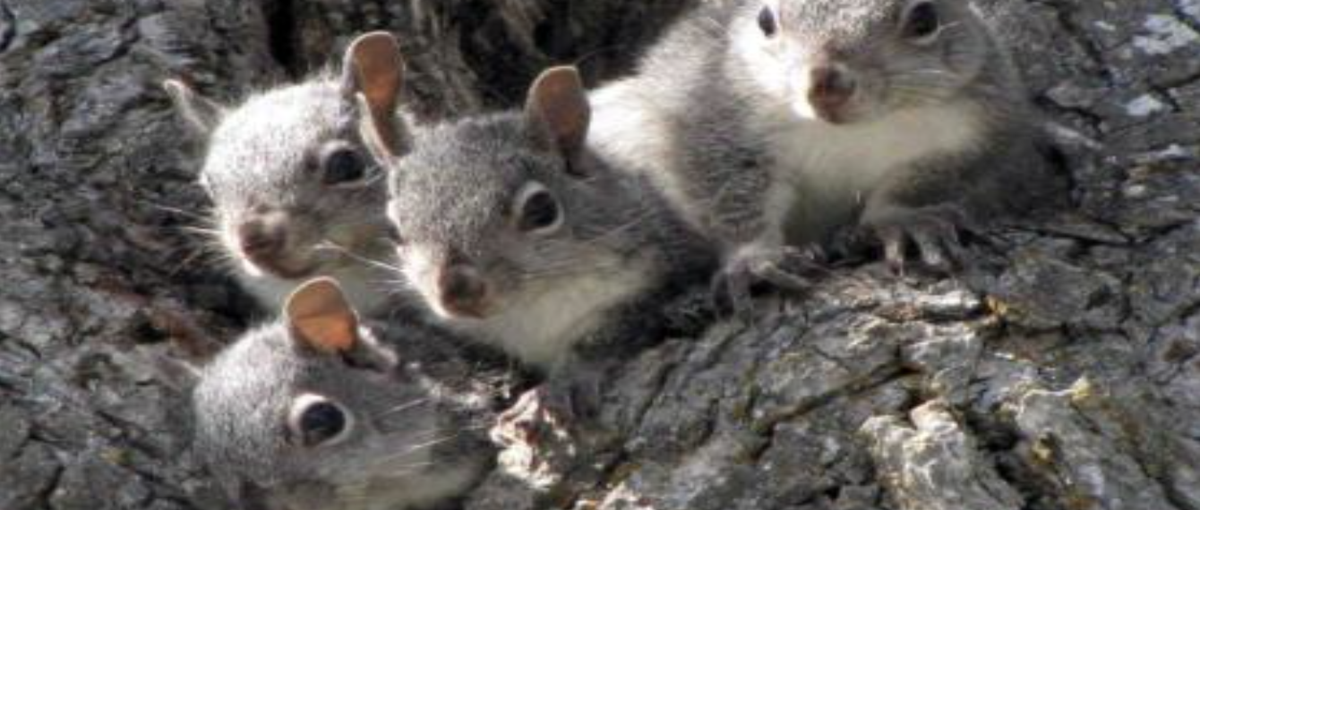 Western gray squirrel in Chelan and Okanogan counties on brink of ...