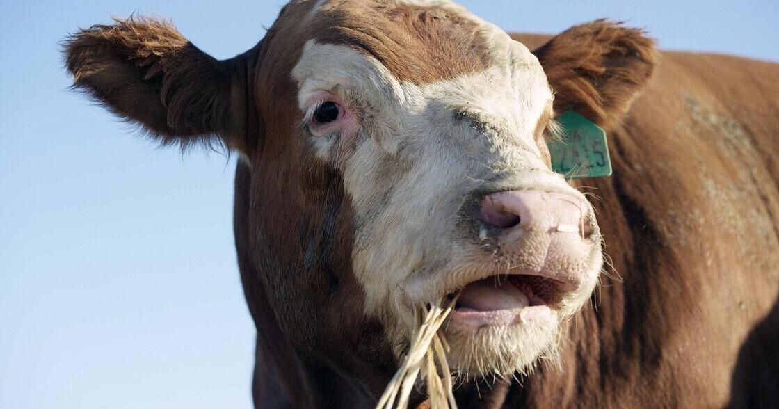 Report: Easterday Ranches and Tyson Foods reach deal to save existing ...