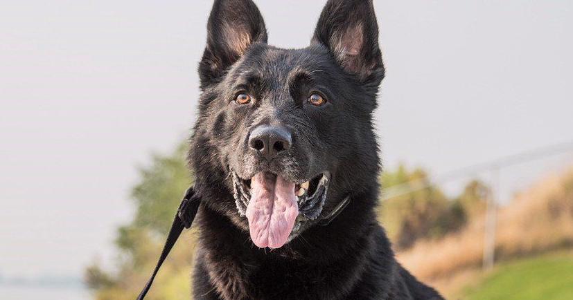 GCSO K9 Grizzly cleared to return to duty following surgery | Columbia ...
