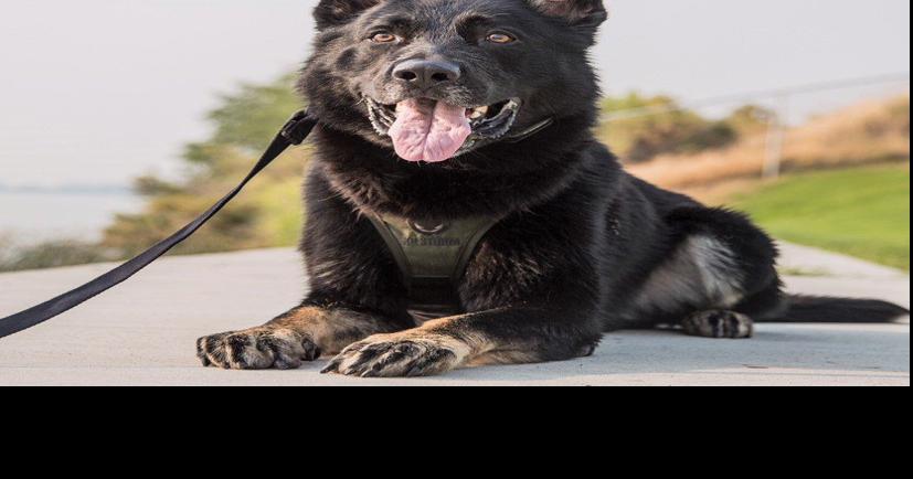 GCSO K9 Grizzly cleared to return to duty following surgery | Columbia ...