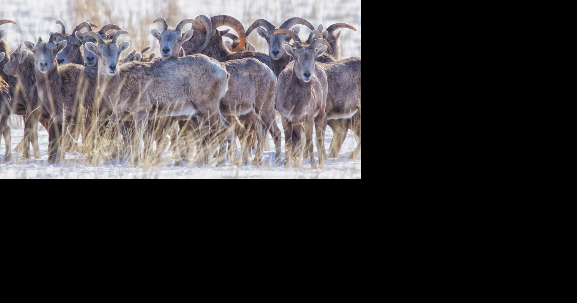 Bighorn sheep in central Washington tests positive for disease ...