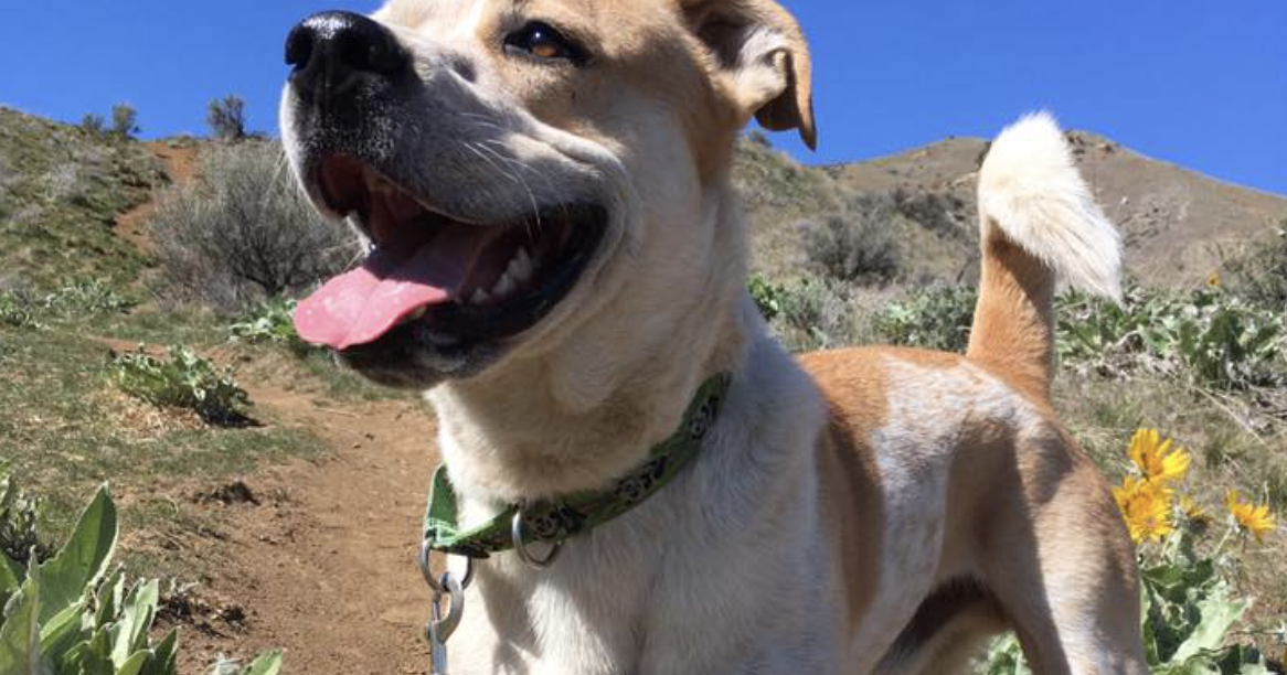Wen. Humane Society & Land Trust Start "Pets & People" Drive | Columbia ...