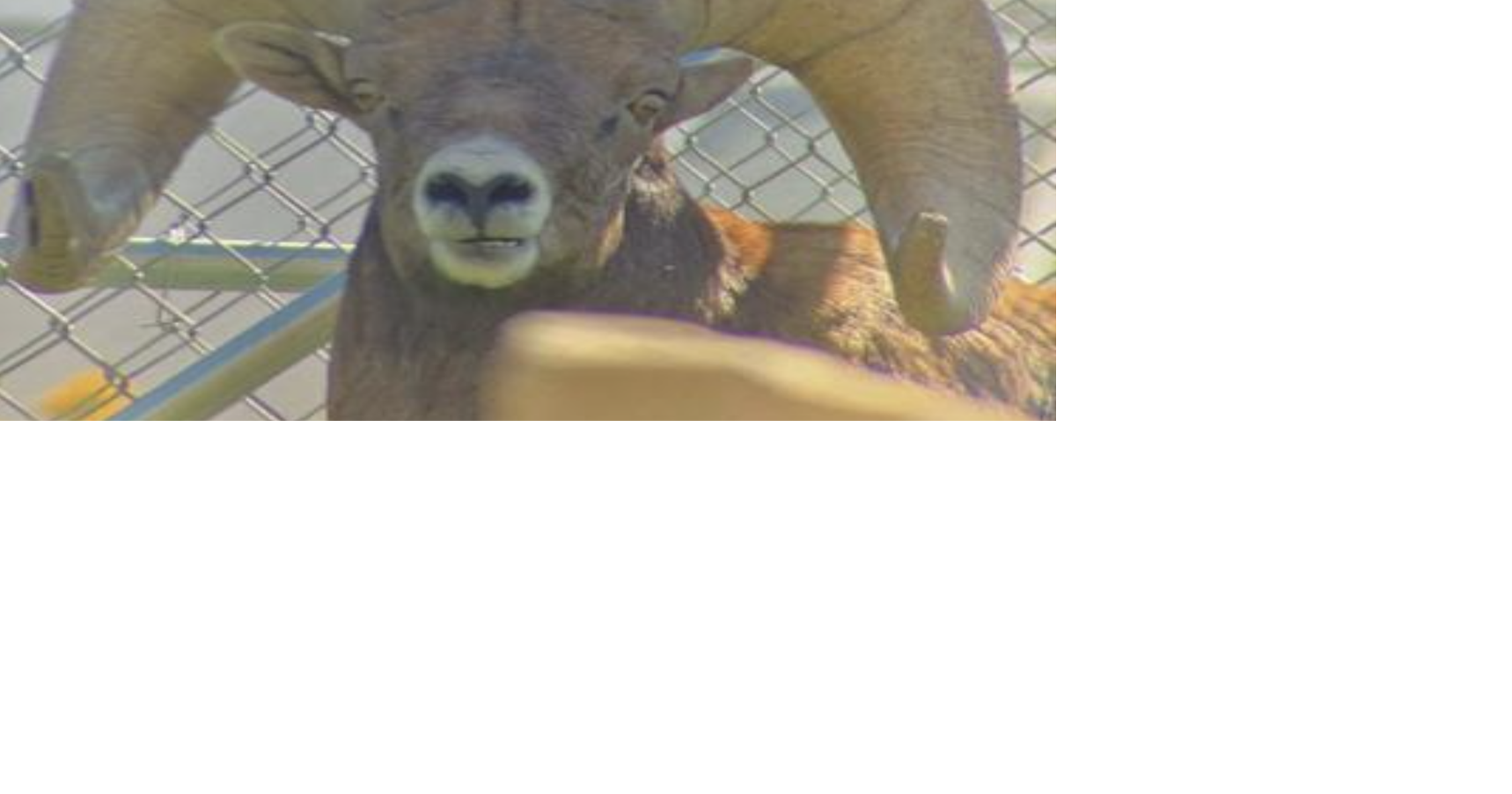 Chelan County building damaged by sheep repaired, ram sought | Columbia ...