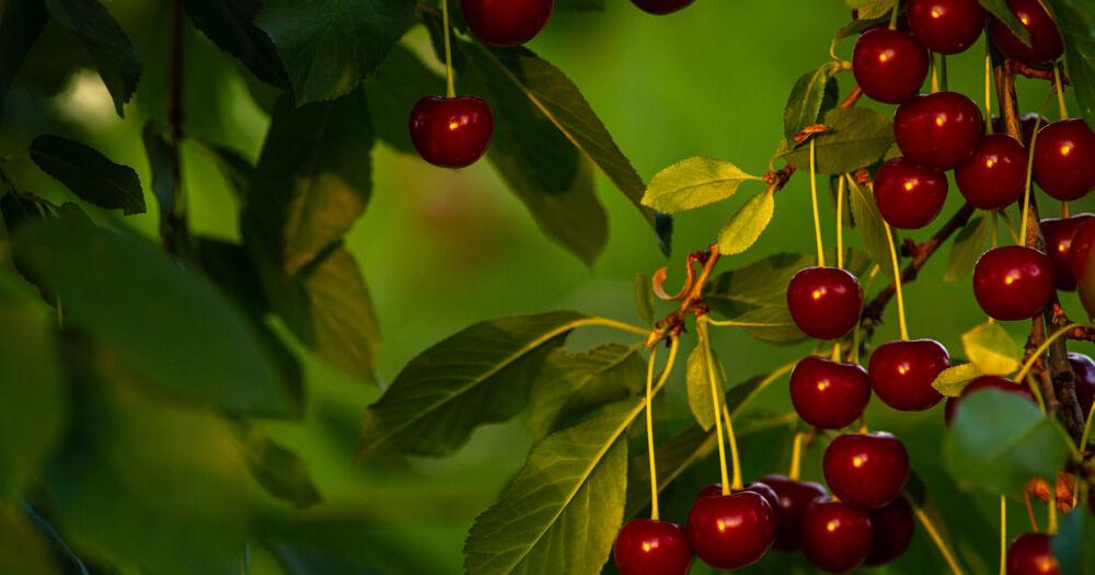 Robust WA cherry crop predicted for 2024 | Columbia Basin ...