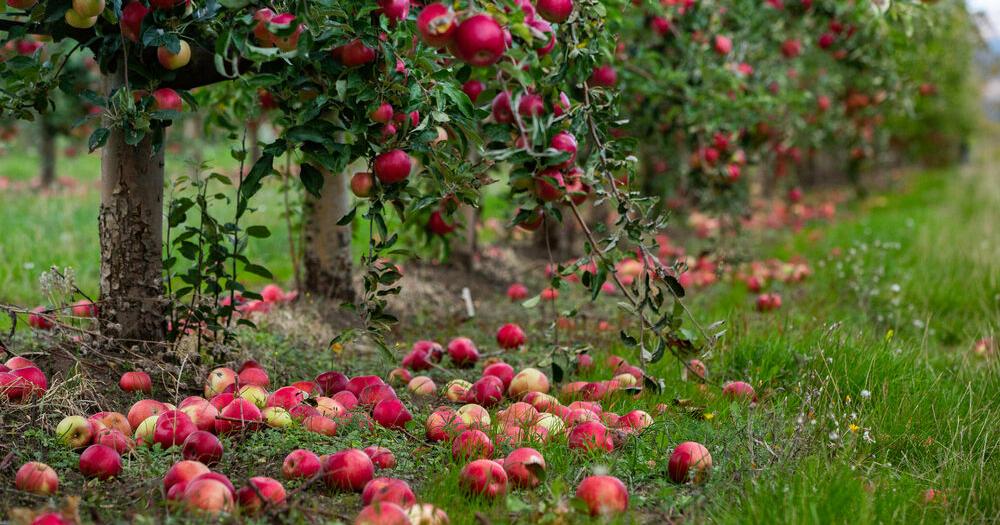Record Apple Harvest Expected in Central Washington | Columbia Basin ...
