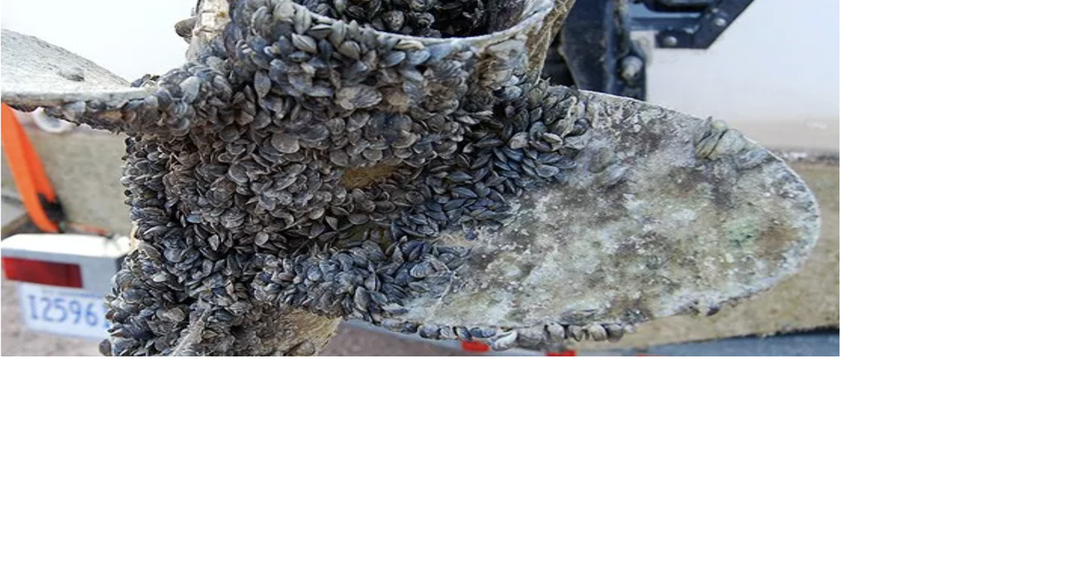 Invasive shellfish menace; Lake Chelan residents act | Columbia Basin ...