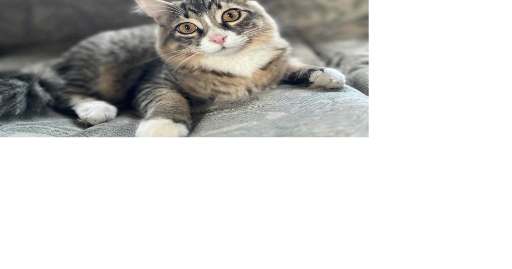 Moses Lake Cat Vies for National Title in "America's Favorite Pet ...