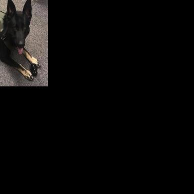 GCSO K9 Grizzly saves the life of missing Alzheimer's patient near ...