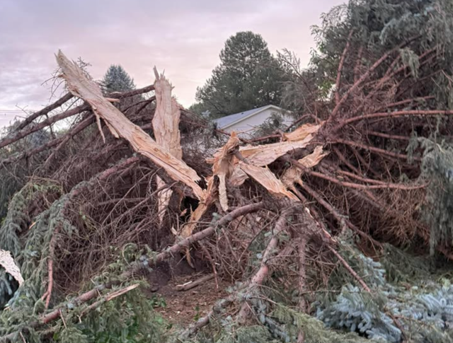 Lightning Strike Obliterates 80-Foot Tree at Moses Lake Home | Columbia ...