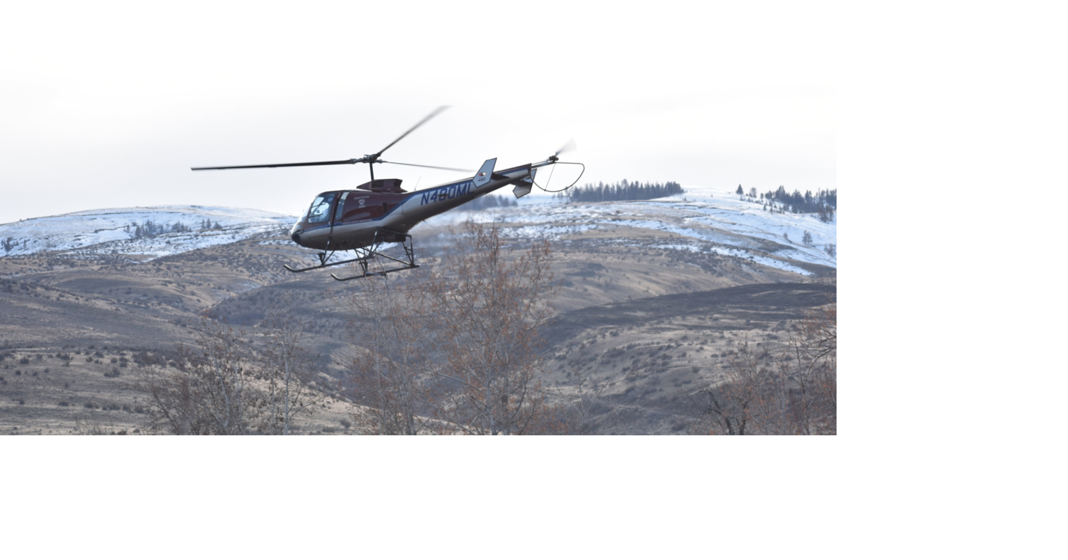Helicopters to capture mule deer in Chelan, Kittitas, and Okanogan ...