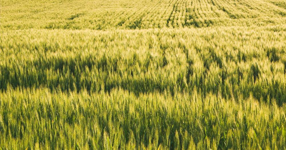 Local Winter Wheat Production Surges, USDA Reports | Columbia Basin ...