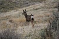 foothills wildlife