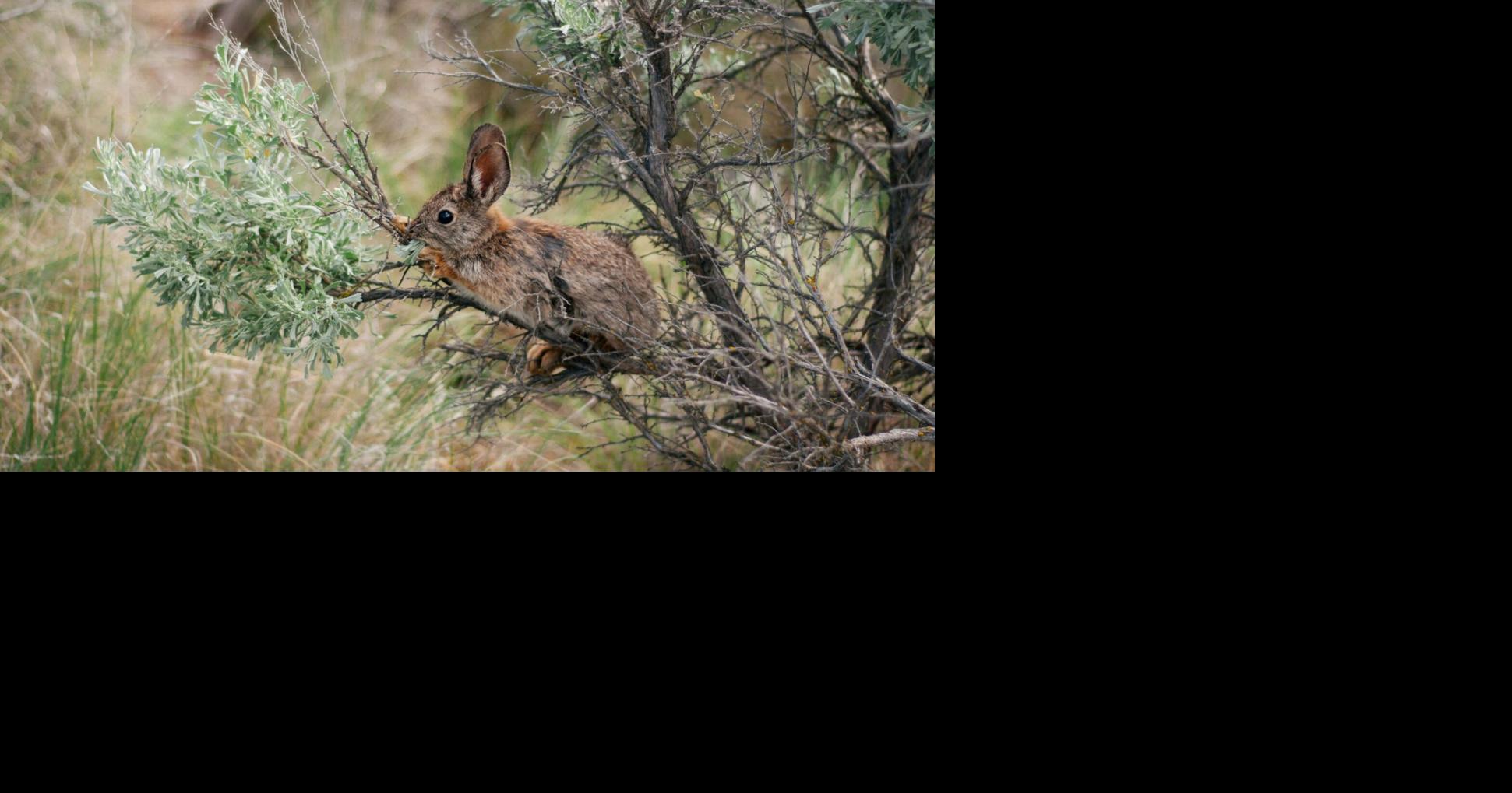 WDFW to use drone to collect data on Columbia Basin pygmy rabbits ...