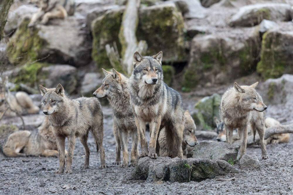 Court Restores Protections for Gray Wolves in U.S. | Columbia Basin ...