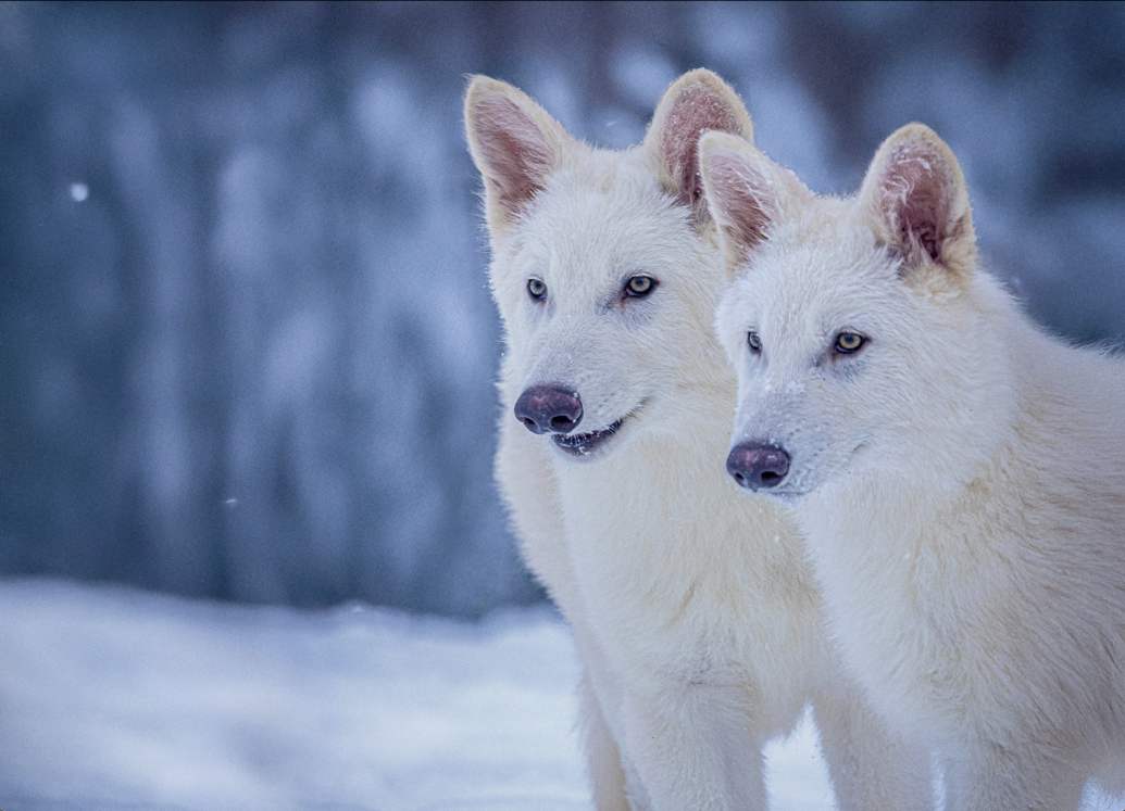 Scientists genetically engineer wolves with white hair and muscular ...