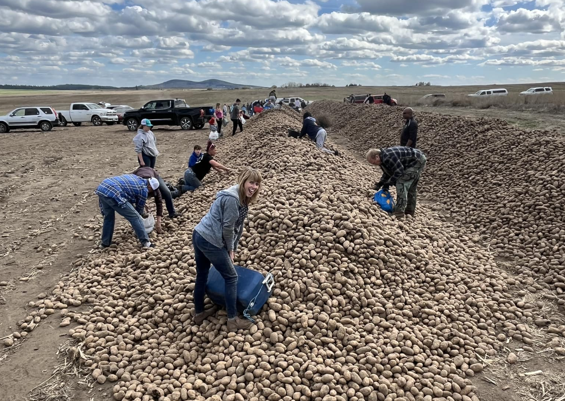 Hutterites dump 250 tons of potatoes near Reardan | Columbia Basin ...
