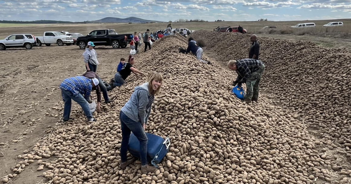 Hutterites dump 250 tons of potatoes near Reardan | Columbia Basin ...
