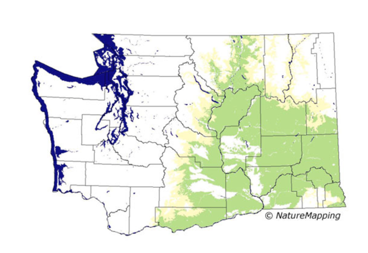 Firefighters cross paths with den of rattlesnakes during Colockum Fire ...