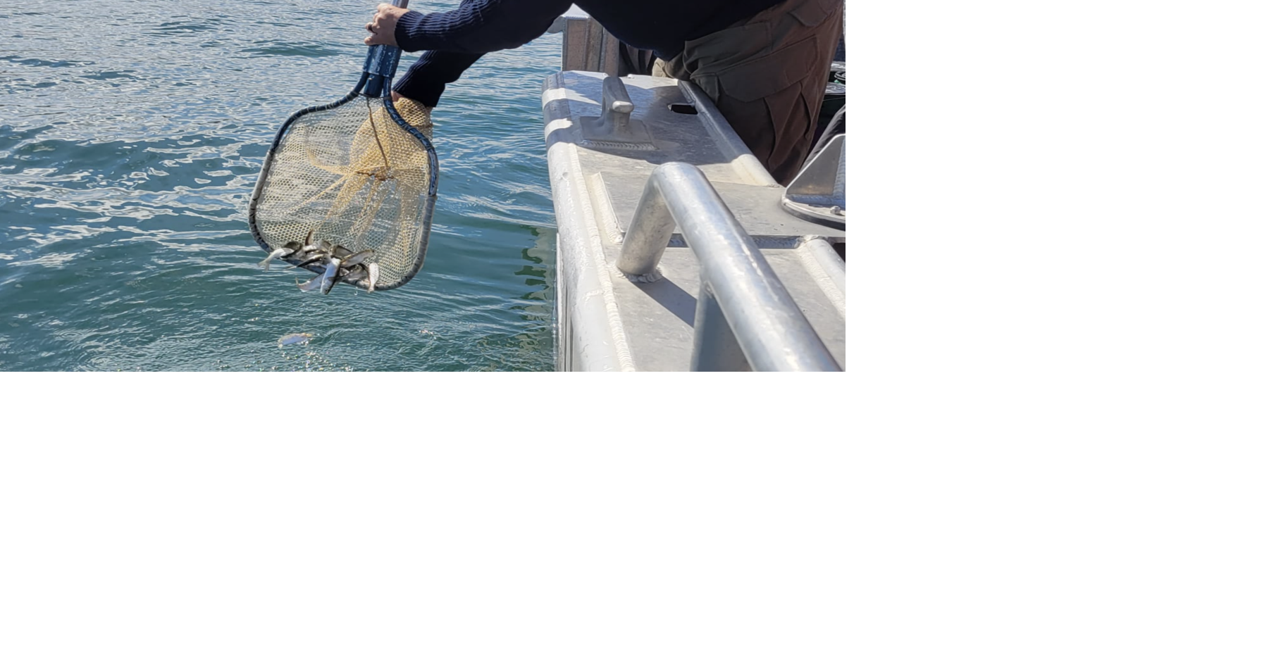 Colville Tribes Mark 7 Years of Salmon Restoration Success | Columbia ...