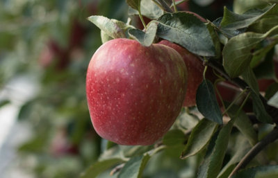 Cosmic Crisp's price plateau signals market stability | Columbia Basin ...