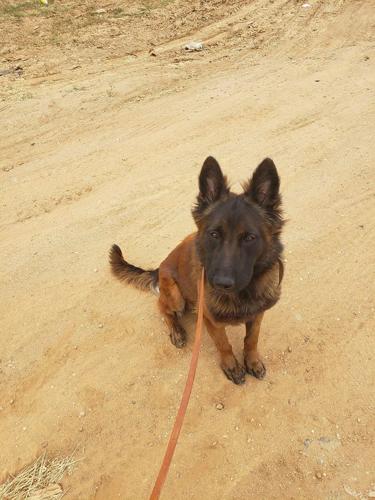 MLPD K9 Jester begins patrols; Soap Lake's first K9 in training ...