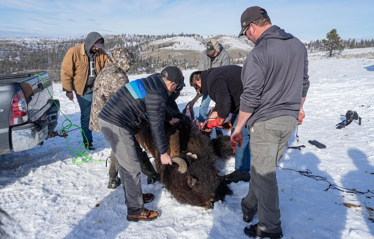 First Bison Harvested by Colville Tribes in Decades | Columbia Basin ...
