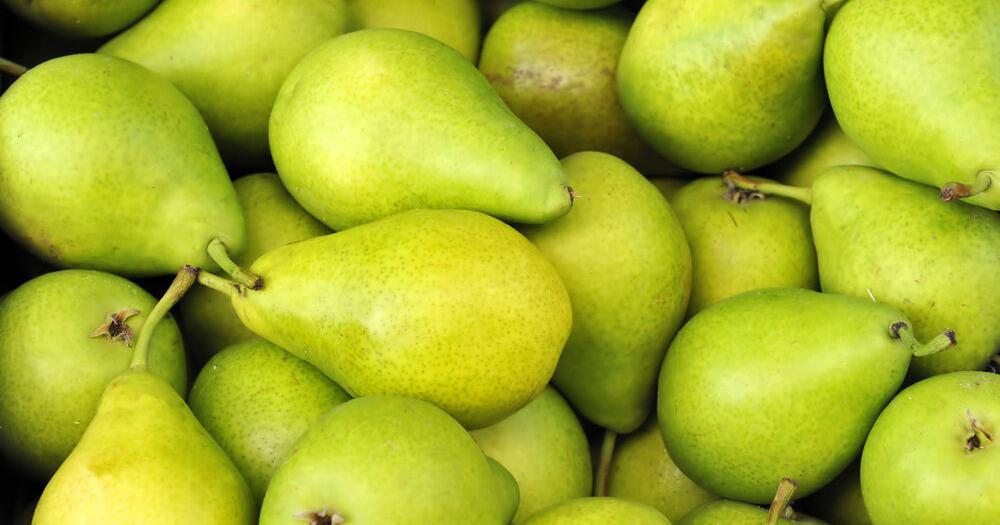 2024 WA pear crop smallest in 40 Years; Wenatchee growing region 'hit ...