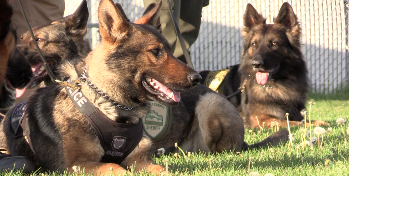 Moses Lake police's first K9, GCSO's fourth graduate from training ...
