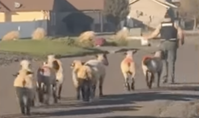 Deputy leads stray flock of sheep near Moses Lake | Columbia Basin ...
