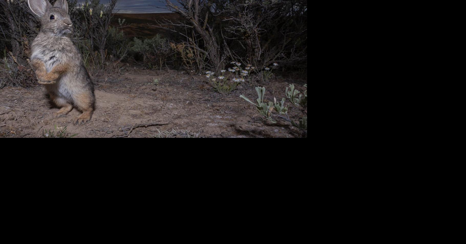 WDFW use drones for pygmy rabbit habitats in Grant, Douglas | Columbia ...