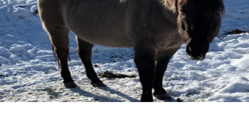 5 horses found dead on remote Okanogan Co. property; woman arrested for animal cruelty ...