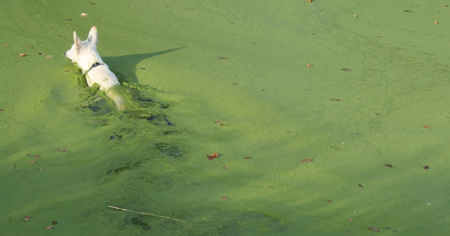 Moses Lake and Rufus Woods Lake had most toxic-algae blooms in eastern ...