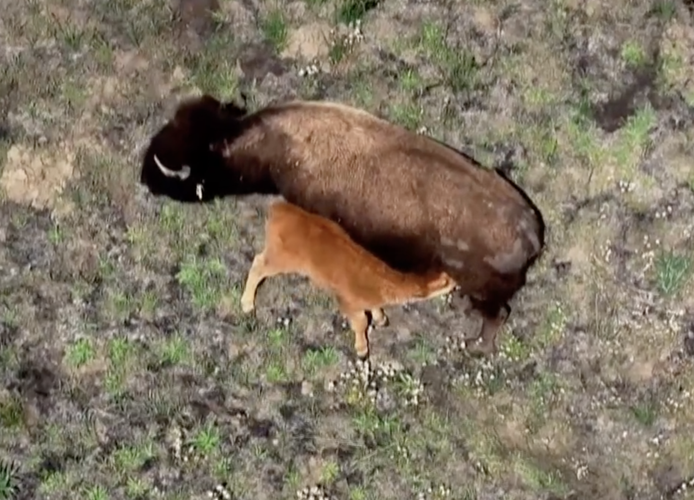 Bison Calves Signal New Chapter on Colville Tribes Land | Columbia ...