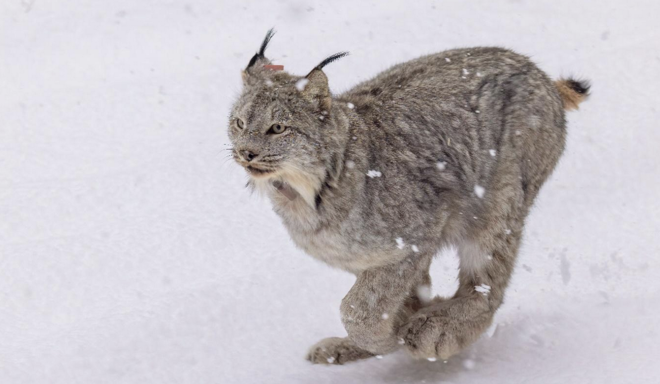 Colville Tribes Mark Final Year of Lynx Reintroduction | Columbia Basin ...